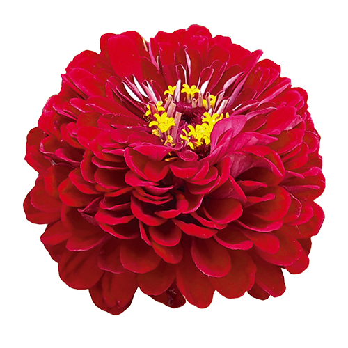 Zinnia elegans Benary's Giant | Benary