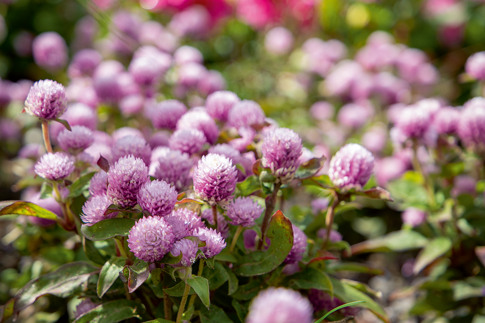 Gomphrena globosa Buddy Mix | Benary