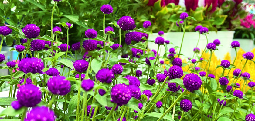 Gomphrena globosa Buddy Purple | Benary