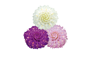Gomphrena globosa Buddy Mix | Benary