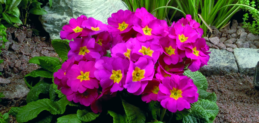 Primula elatior F₁ Crescendo® Bellarosa | Benary