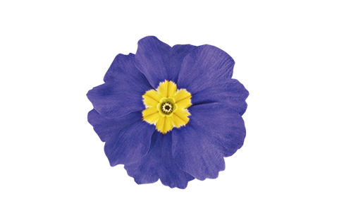 Primula elatior F₁ Crescendo® Blue Shades | Benary