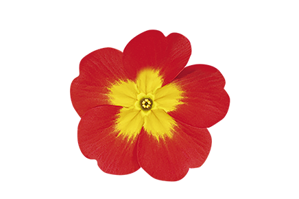 Primula elatior F₁ Crescendo® Bright Red | Benary