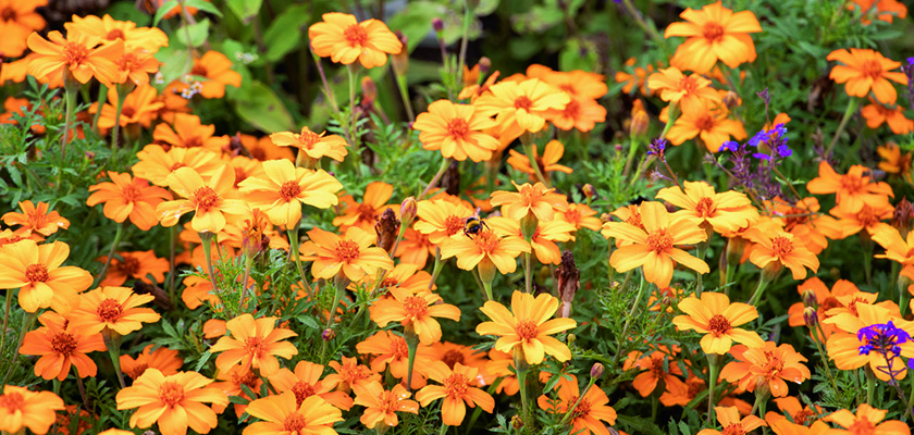Tagetes patula Disco Orange | Benary