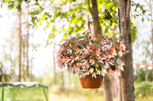 Begonia boliviensis F₁ Groovy Salmon Bicolor | Benary