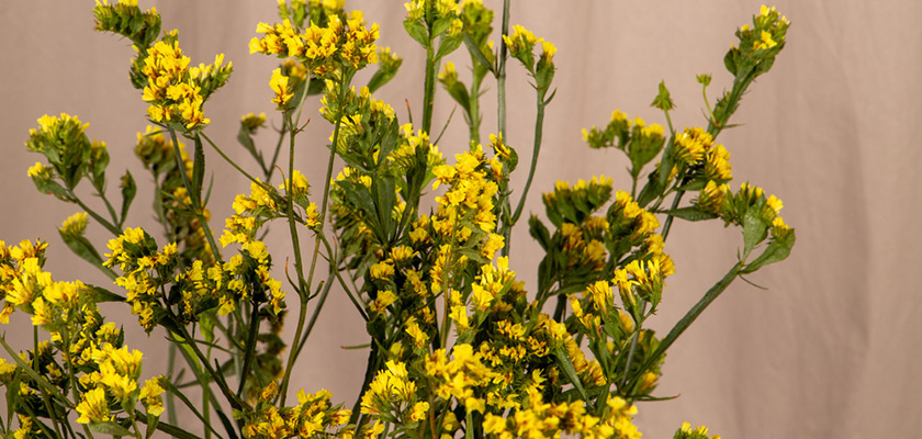 Limonium sinuatum Hipster™ Yellow | Benary