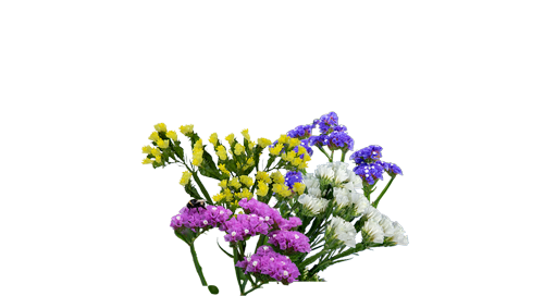 Limonium sinuatum Hipster™ Mix | Benary