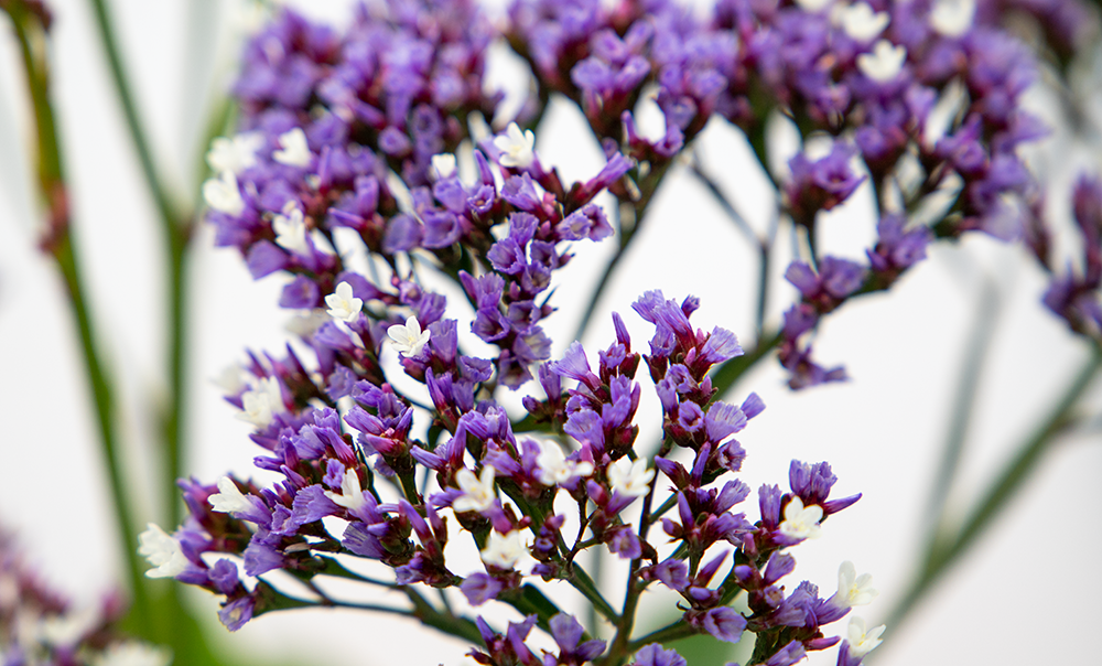 Limonium perezii Indie | Benary