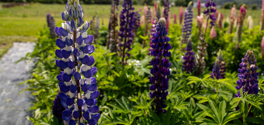 Lupinus polyphyllus Lupini Blue Shades | Benary