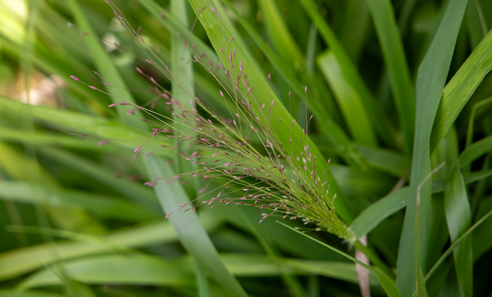 Eragrostis spectabilis Snuggy | Benary