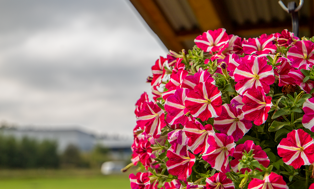 Petunia x hybrida F₁ SUCCESS!® TR Rose Star | Benary