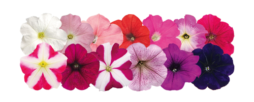 Petunia x hybrida F₁ SUCCESS!® TR Maxi Mix | Benary
