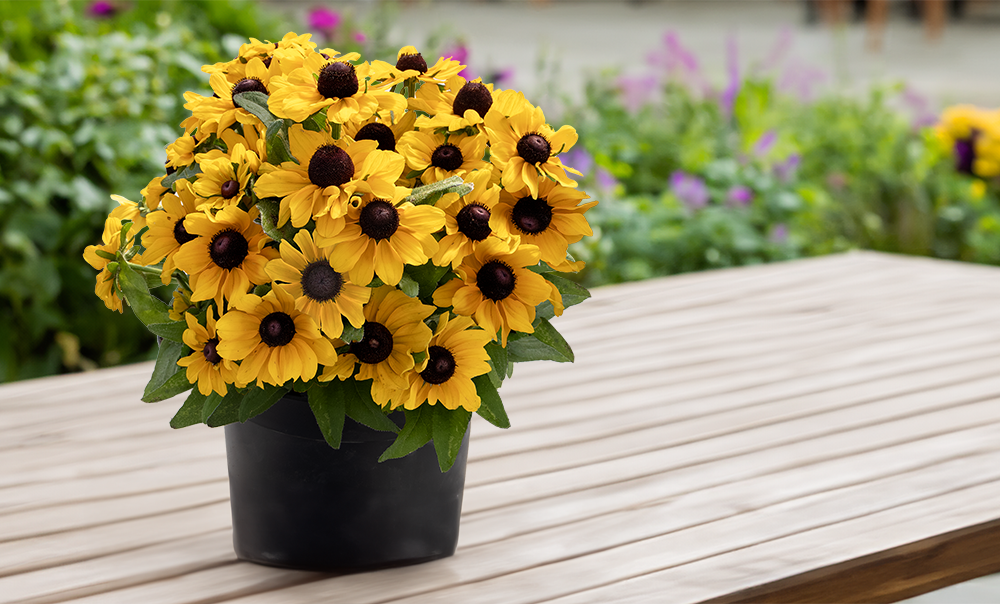 Rudbeckia hirta Tablemate Gold | Benary