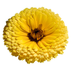 Calendula officinalis Touch of Red Yellow | Benary